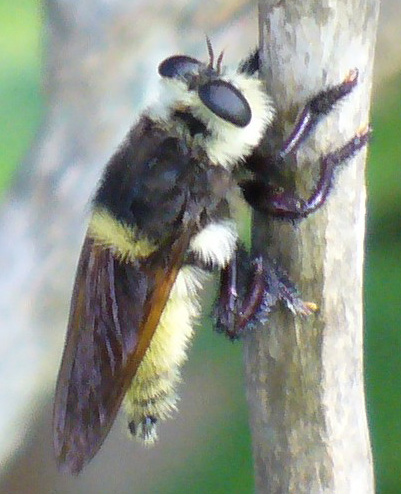 Where Are Robber Flies Found? Discover Their Unique Habitats - What's ...