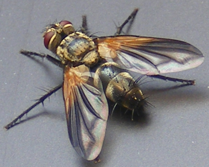 Tachinid Fly: Uramya indita - What's That Bug?