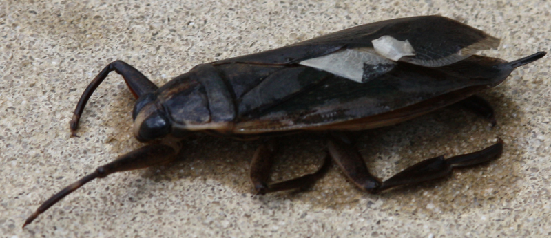 Where Do Giant Water Bugs Live? Exploring Their Natural Habitats - What ...