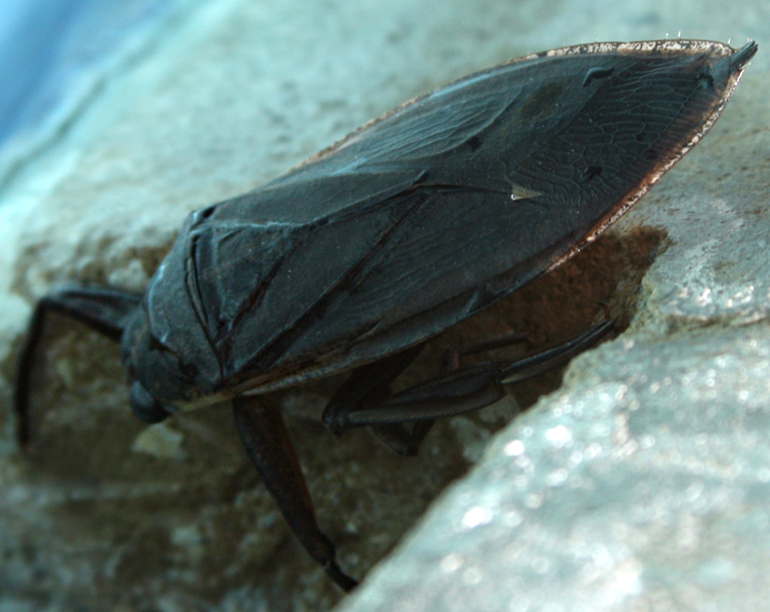 Where Do Giant Water Bugs Live? Exploring Their Natural Habitats - What ...