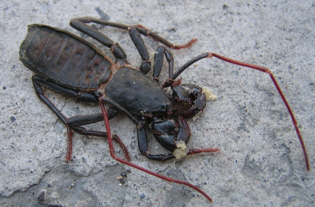 Giant Vinegarone: All You Need to Know for a Safe Encounter - What's ...