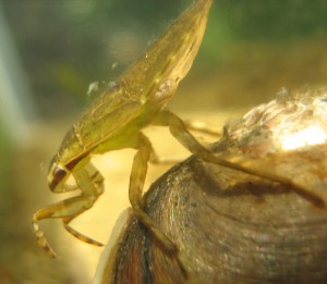 Giant Water Bug Life Cycle: Exploring Nature's Fascinating Predators ...