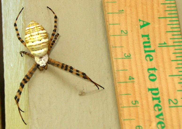 Banded Garden Spider: All You Need to Know in a Nutshell - What's That Bug?