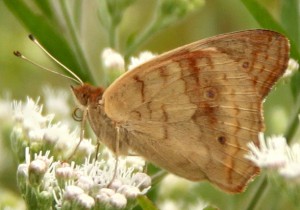 Common Buckeye: Essential Facts And Tips For Butterfly Enthusiasts ...