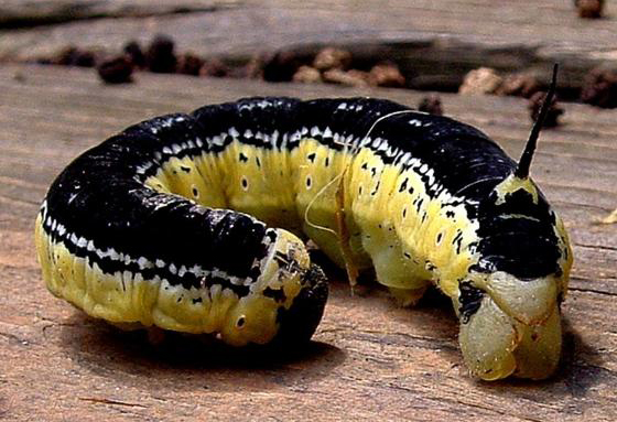 Catalpa Sphinx Moth: Essential Facts And Tips - What's That Bug?