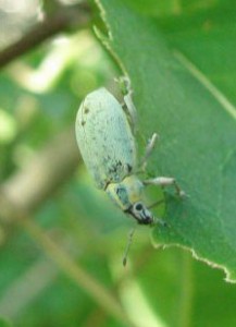 Diaprepes Root Weevil Control: Helpful Tips - What's That Bug?