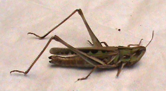 Do Grasshoppers Bite? Myths Vs Facts - What's That Bug?