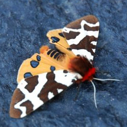 Garden Tiger Moth: All You Need To Know - What's That Bug?