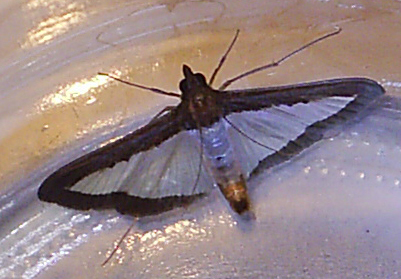 Melonworm Moth: All You Need to Know for a Healthy Garden - What's That ...