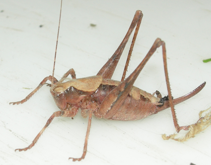 Simplified Katydid: Your Quick Handbook For Essential Knowledge - What ...