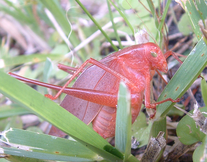 Simplified Katydid: Your Quick Handbook For Essential Knowledge - What ...