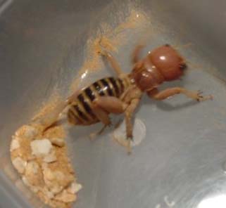 Sand Puppy Insect Utah