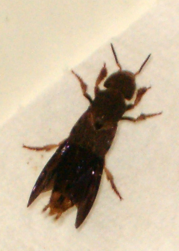 Rove Beetle Life Cycle Unveiled: Nature's Intriguing Process