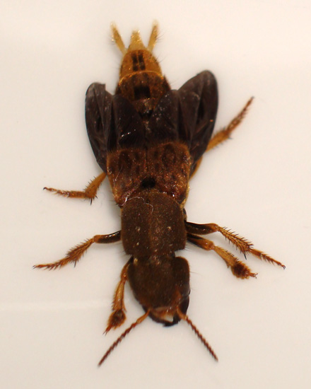Rove Beetle Life Cycle Unveiled: Nature's Intriguing Process