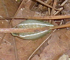 Skiff Moth: All You Need to Know in a Nutshell - What's That Bug?