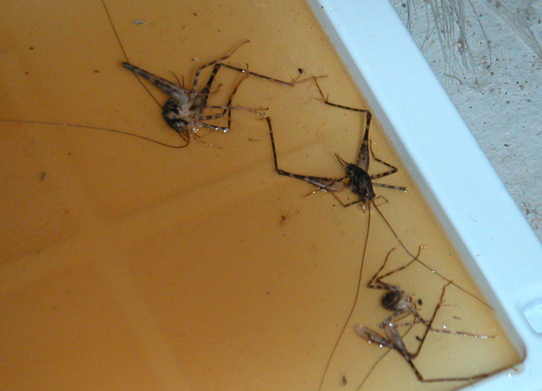 Camel Crickets Caught In Glue Traps For Mice What s That Bug 