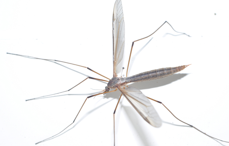 Flies with Long Legs: A Concise Guide to These Intriguing Insects ...