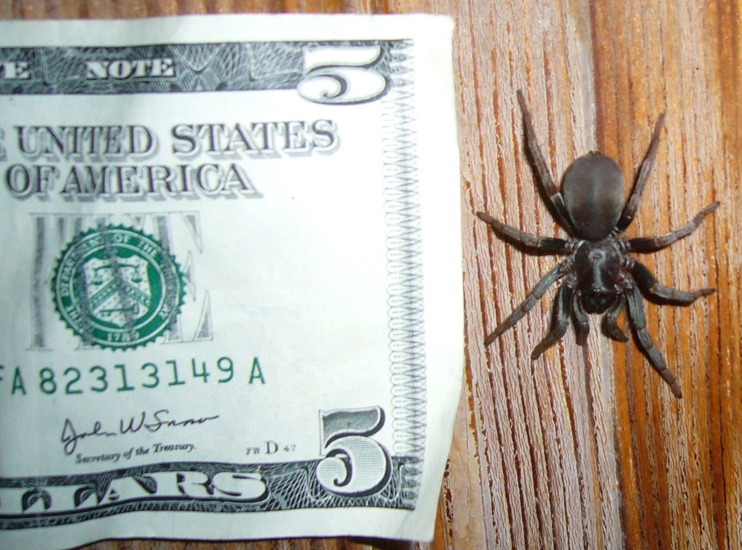 Crevice Weaver Spiders Unveiled: Essential Insights For Enthusiasts ...