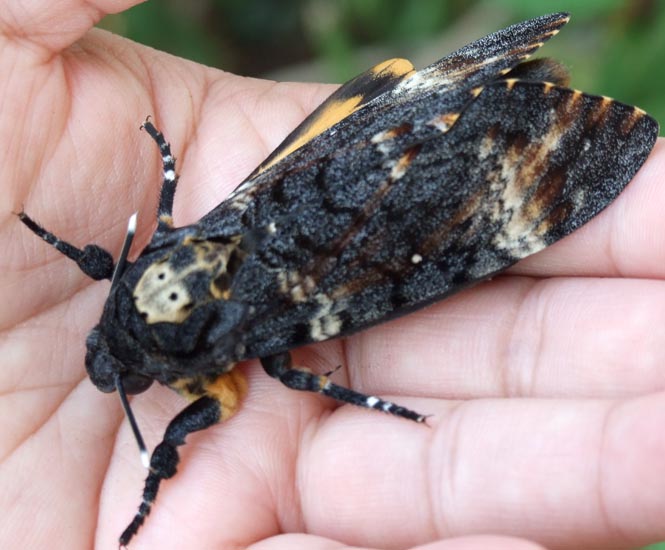 Deaths Head Hawk Moth: Quick Guide For Curious Minds - What's That Bug?