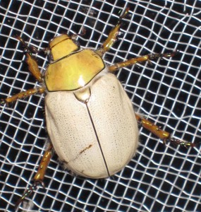 Goldsmith Beetle: All You Need To Know In A Nutshell - What's That Bug?