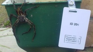 Mastering Huntsman Spiders: A Complete Handbook For Enthusiasts - What ...