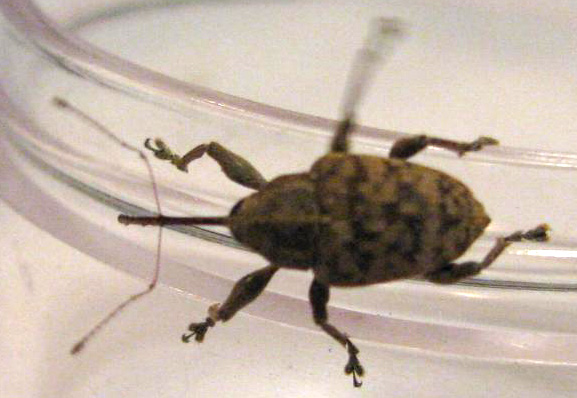 The Essential Guide To Acorn Weevils: Facts And Insights - What's That Bug?