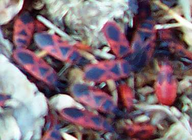 Red Bug - What's That Bug?