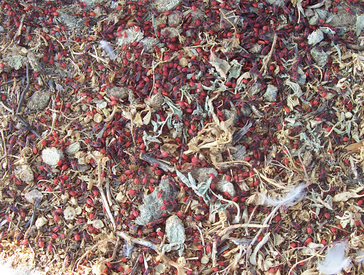 Essential Guide To Managing Cotton Stainer Infestations - What's That Bug?