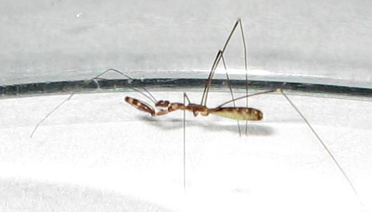 Emesinae: All You Need to Know About These Unique Insects - What's That ...