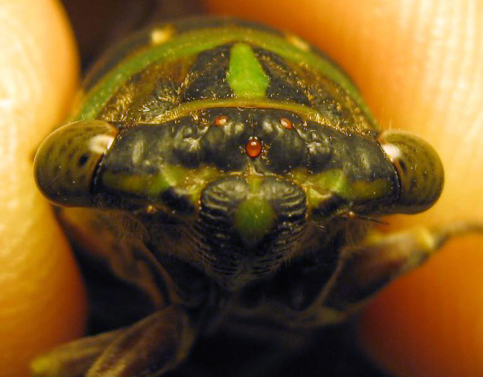 Where Are Cicadas Found? Discovering Their Global Habitats - What's ...