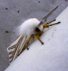 Echo Moth: All You Need to Know for Your Next Nature Encounter - What's ...