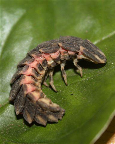 All fireflies glow as larvae. In lampyrid larvae, bioluminescence ...