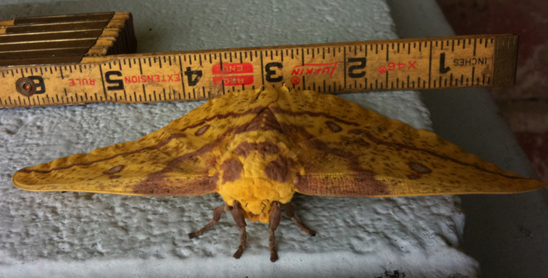 Imperial Moth: All You Need To Know In A Quick Guide - What's That Bug?
