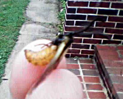 Grape Leaf Skeletonizer: All You Need To Know For A Healthy Vineyard ...