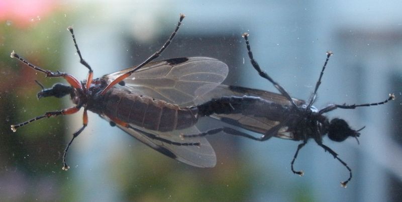 March Fly: All You Need to Know for a Bite-Free Summer - What's That Bug?