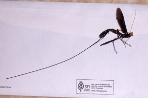 Wasp With Long Tail May Be Ichneumon - What's That Bug?