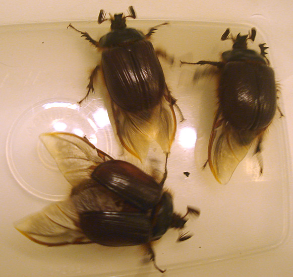 Rain Beetle: All You Need to Know About These Unique Insects - What's ...