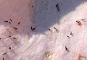 What Eats Springtails? - What's That Bug?