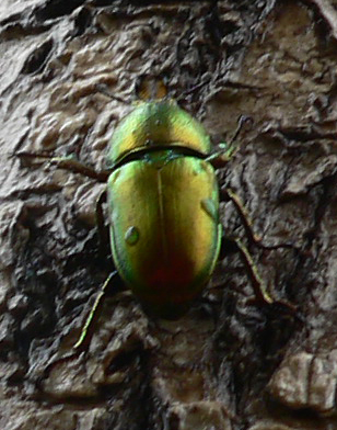 Golden Stag Beetle: Life & Times Of The Insect That Looks Like Gold ...