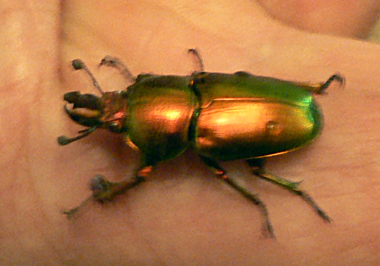 Golden Stag Beetle: Life & Times Of The Insect That Looks Like Gold ...