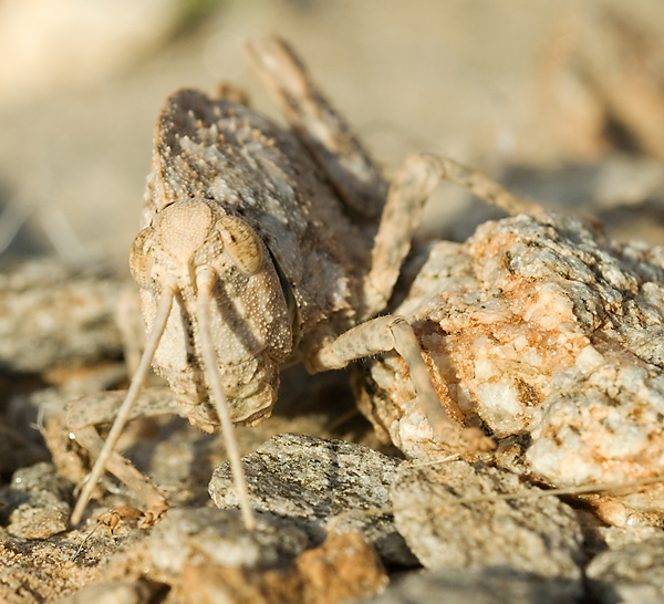 Grasshopper Spiritual Meaning: All You Need To Know – Quick Insights ...