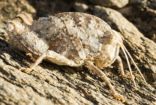 Grasshopper Spiritual Meaning: All You Need To Know – Quick Insights ...