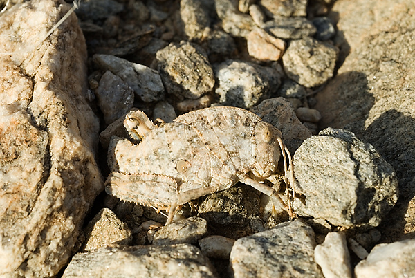 Grasshopper Spiritual Meaning: All You Need To Know – Quick Insights ...