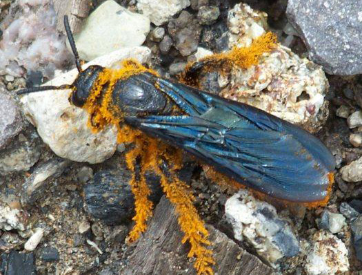 Scoliid Wasp: Quick Guide to Identification and Behavior - What's That Bug?