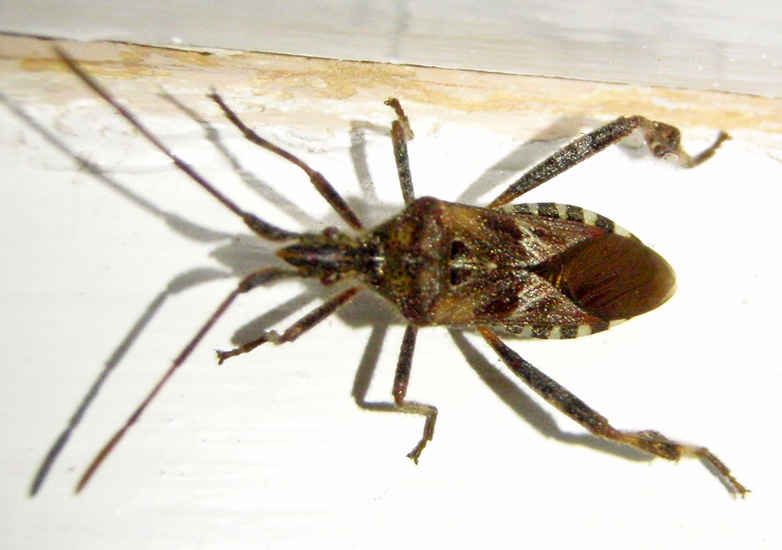 Western conifer seed bug - Alchetron, the free social encyclopedia