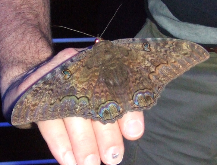 Are Black Moths Harmful? Debunking Myths & Facts - What's That Bug?