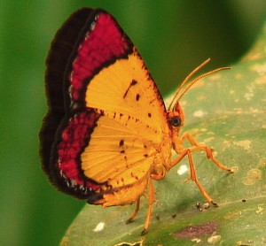 Do Moths Bite? Debunking Common Myths and Misconceptions - What's That Bug?