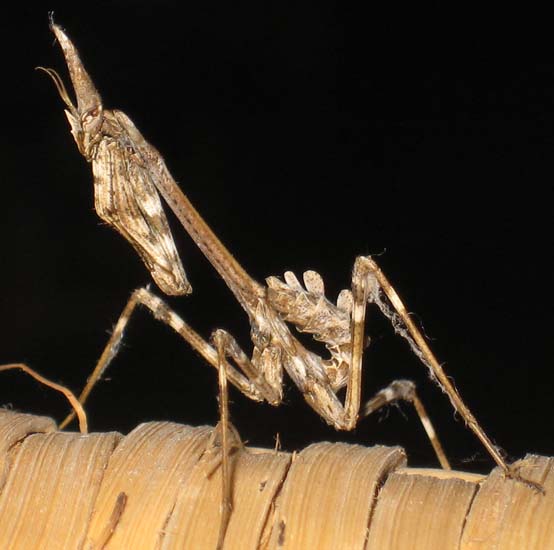 Do Praying Mantis Bite? Unraveling the Mystery - What's That Bug?