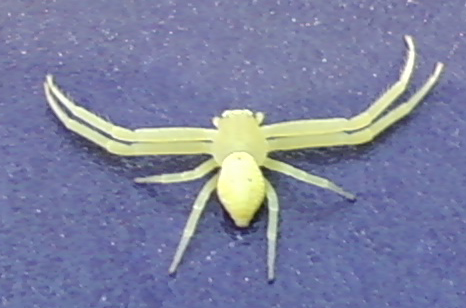 Are Crab Spiders Poisonous? What You Need To Know - What's That Bug?