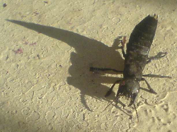 Discover The Devil's Coach Horse Beetle: Key Facts And Insights - What ...